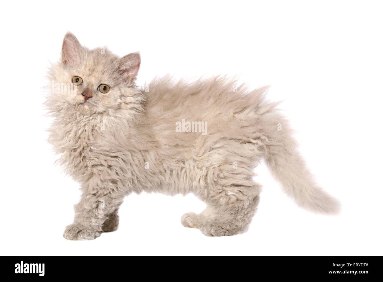 Side view cat standing Cut Out Stock Images & Pictures - Alamy