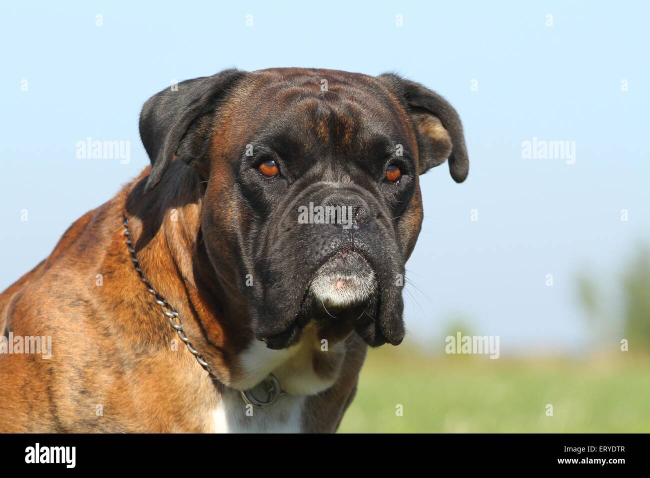 German Boxer Portrait Stock Photo - Alamy