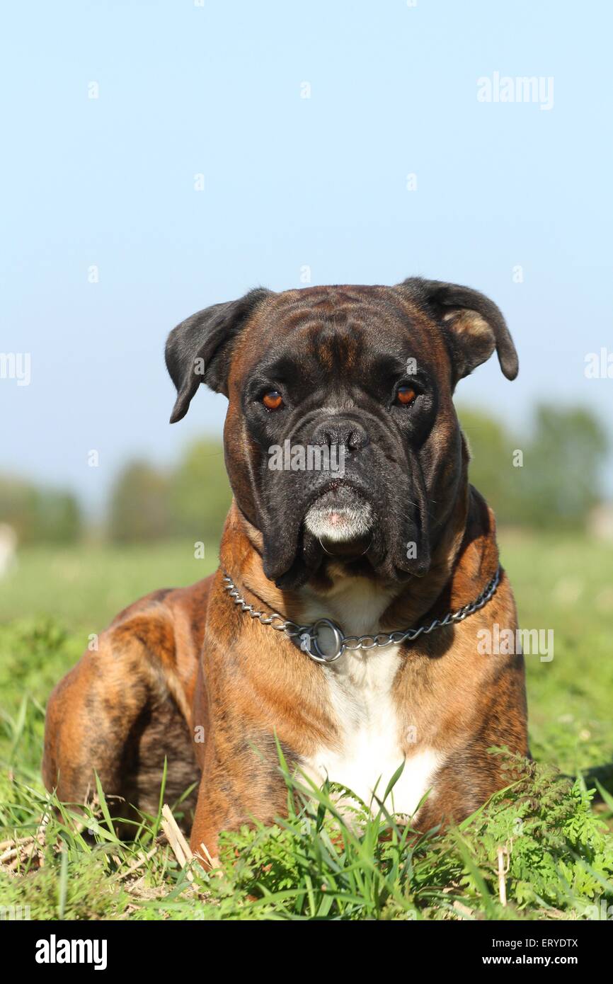 lying German Boxer Stock Photo - Alamy