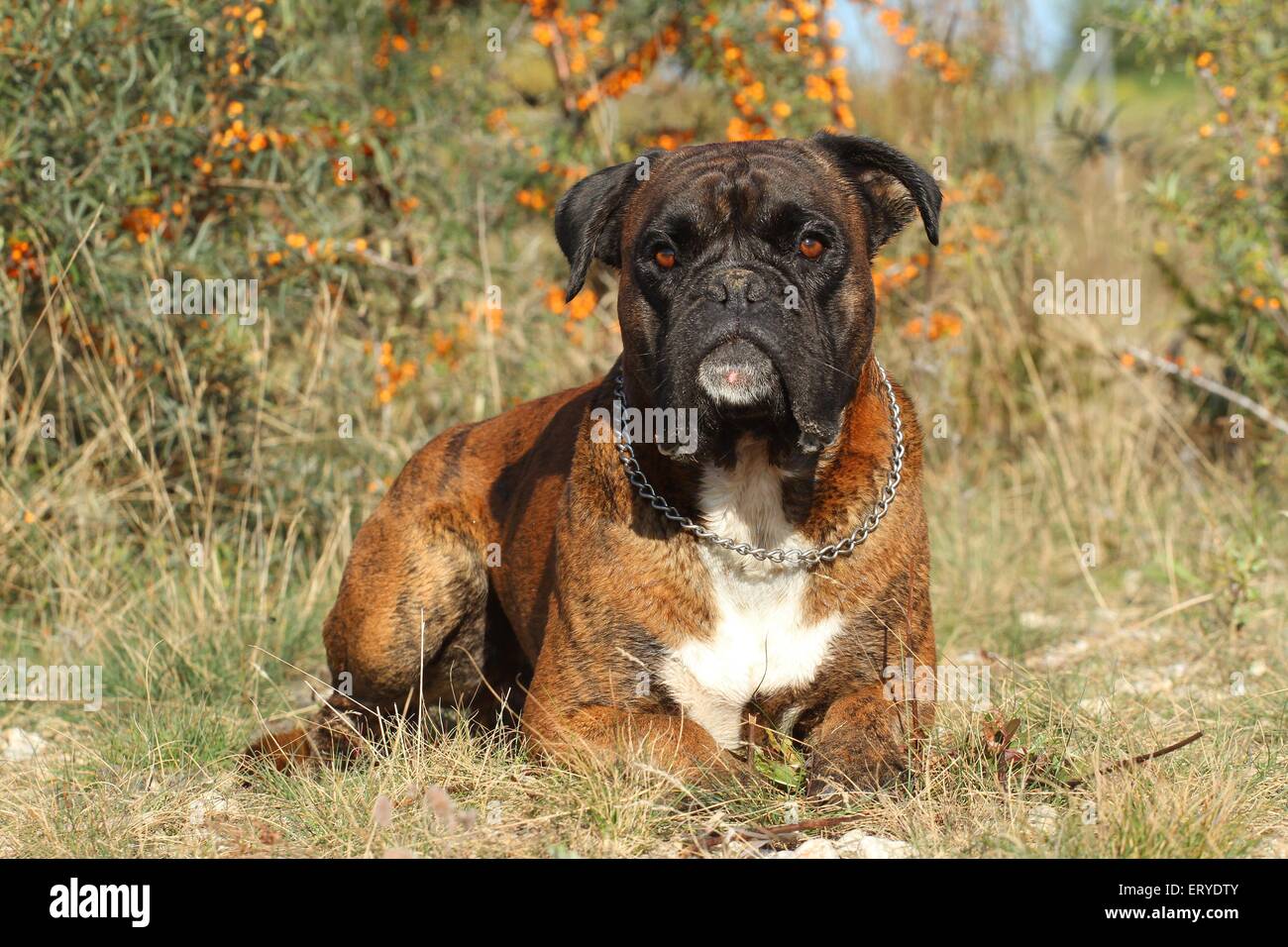 lying German Boxer Stock Photo - Alamy