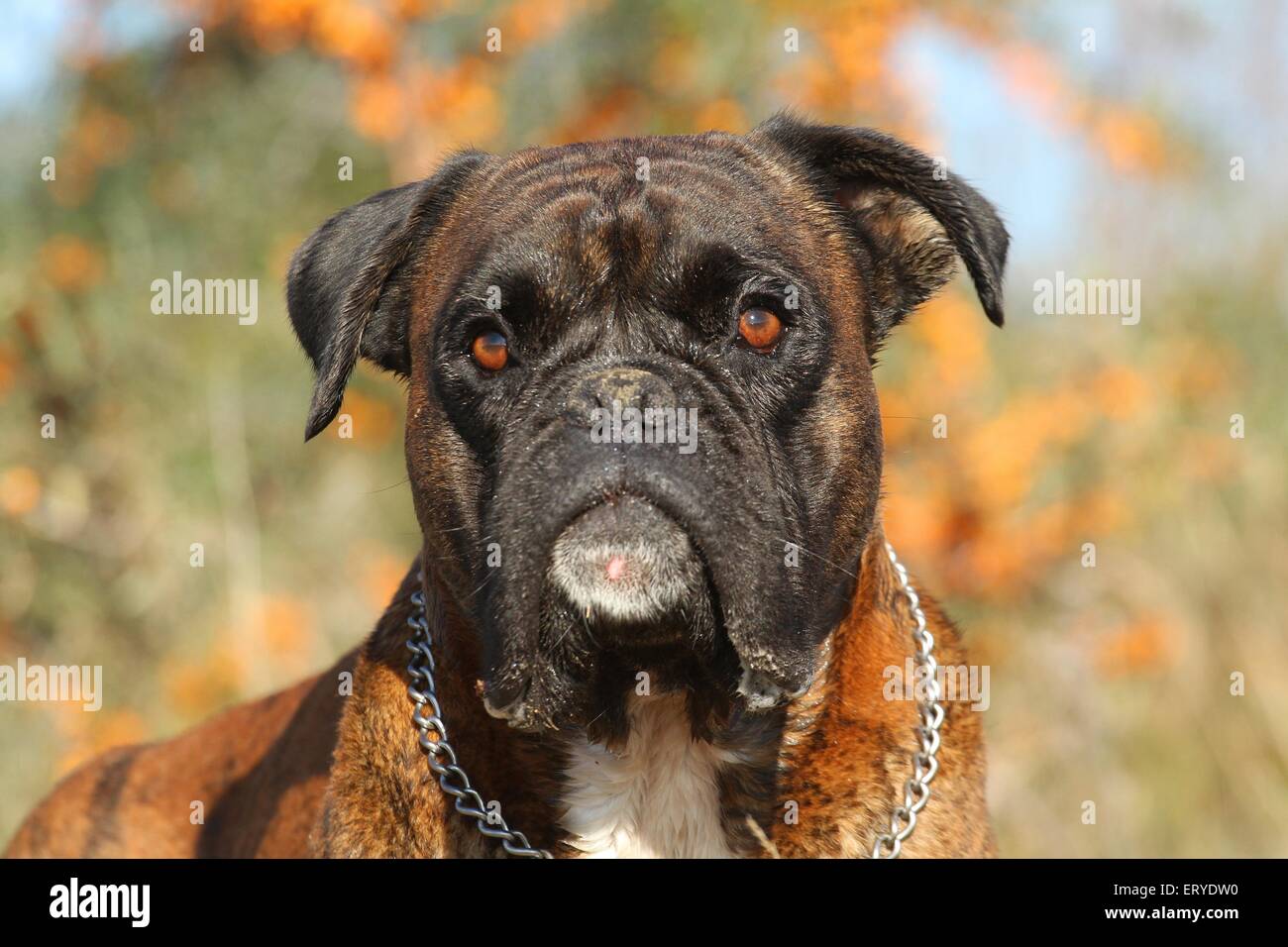 German Boxer Portrait Stock Photo - Alamy