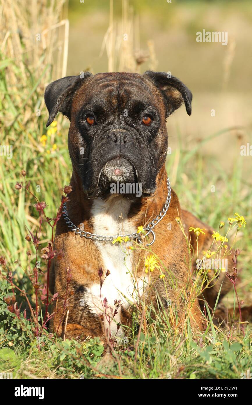 lying German Boxer Stock Photo - Alamy