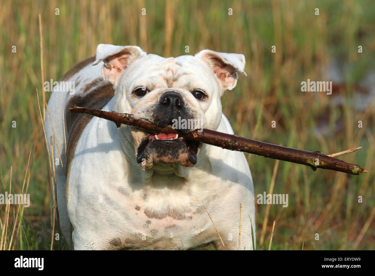 fetching English Bulldog Stock Photo - Alamy
