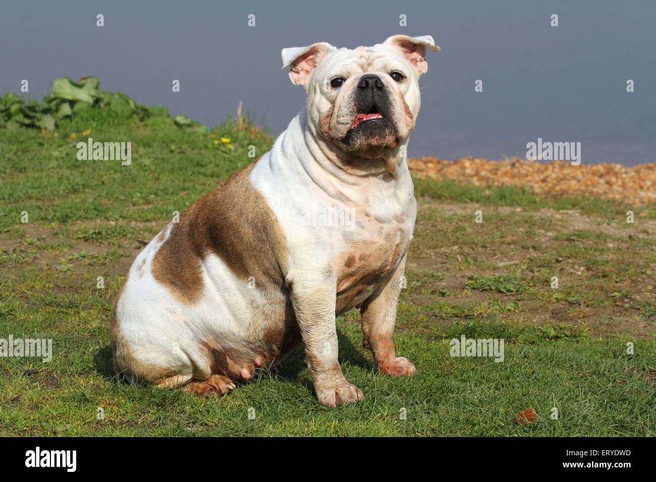 sitting English Bulldog Stock Photo - Alamy