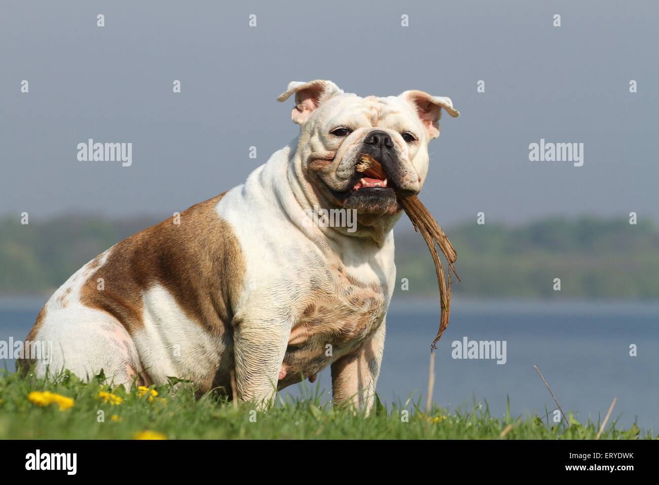 fetching English Bulldog Stock Photo - Alamy