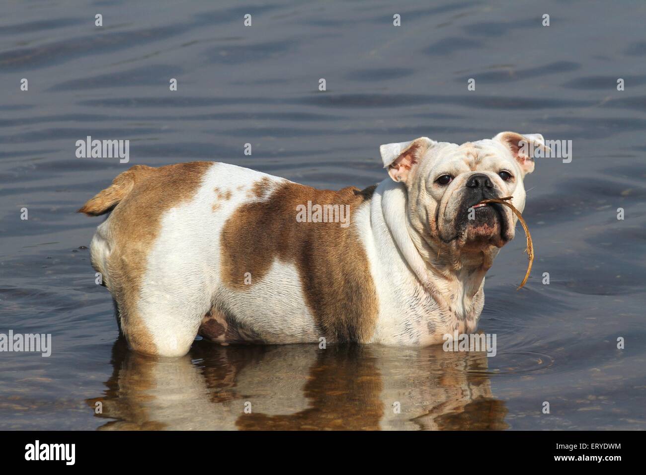 bathing English Bulldog Stock Photo - Alamy