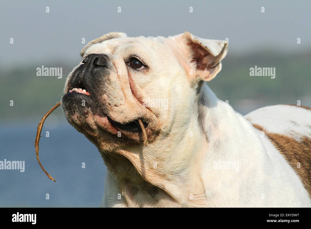 fetching English Bulldog Stock Photo - Alamy