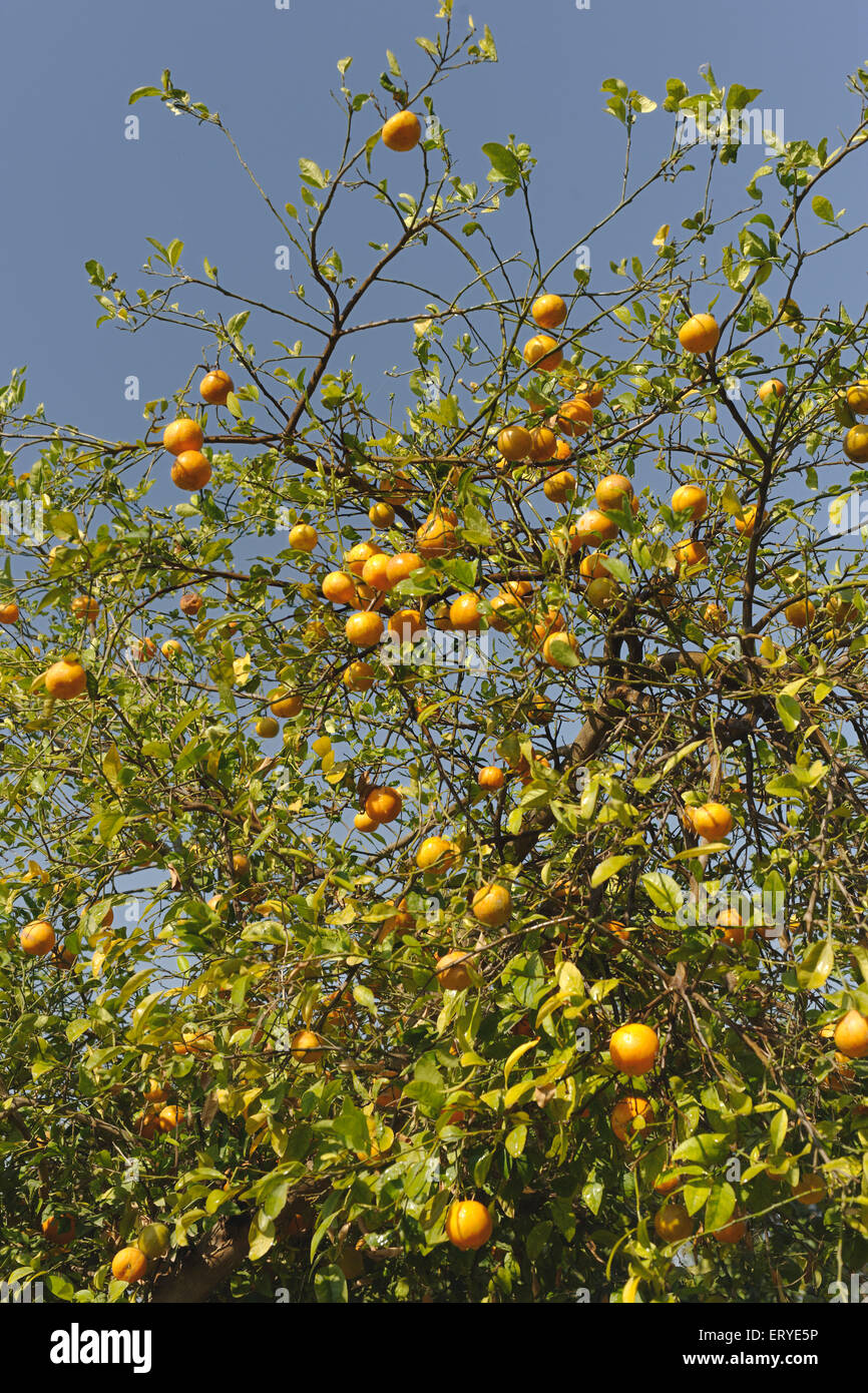 Oranges on tree ; India Stock Photo - Alamy