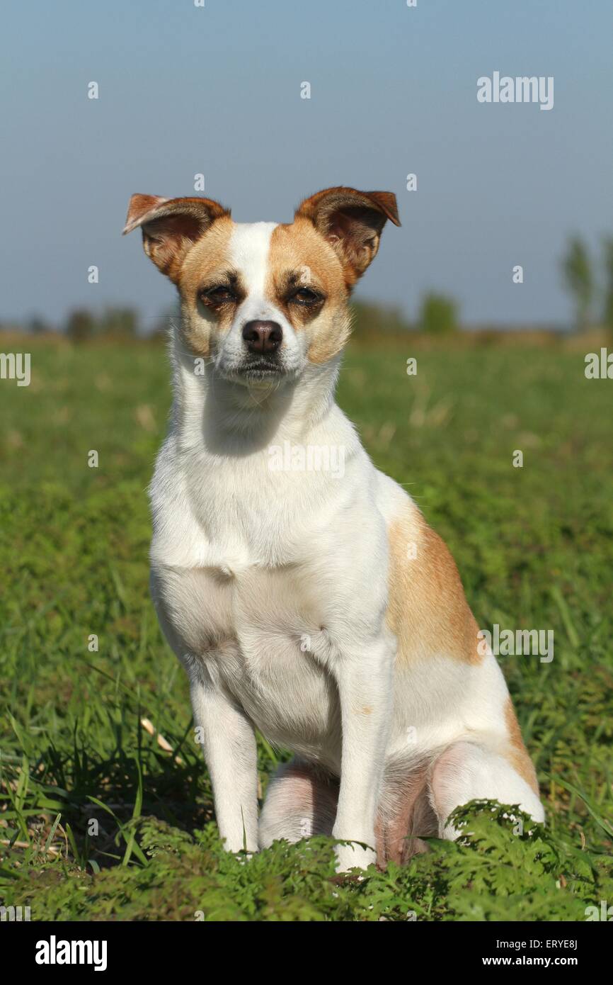 sitting Andalusian Mouse-Hunting Dog Stock Photo - Alamy