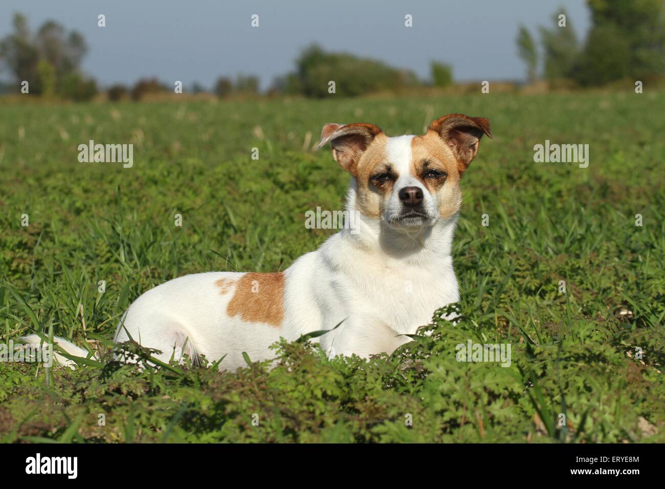 lying Andalusian Mouse-Hunting Dog Stock Photo - Alamy