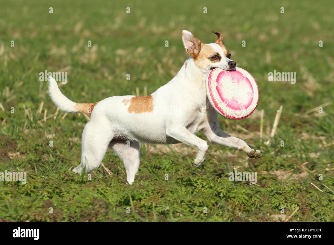 playing Andalusian Mouse-Hunting Dog Stock Photo - Alamy
