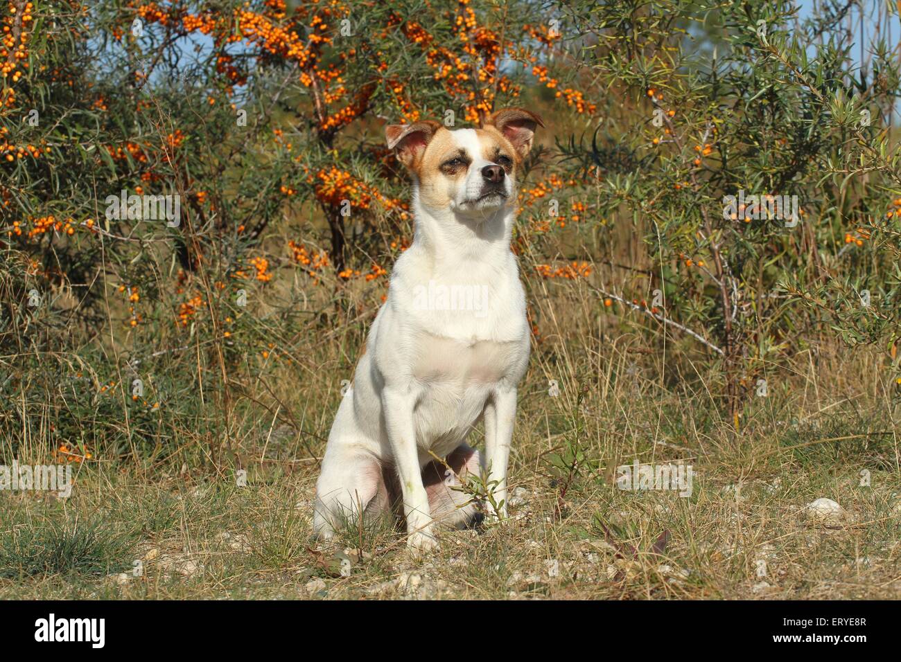 sitting Andalusian Mouse-Hunting Dog Stock Photo - Alamy