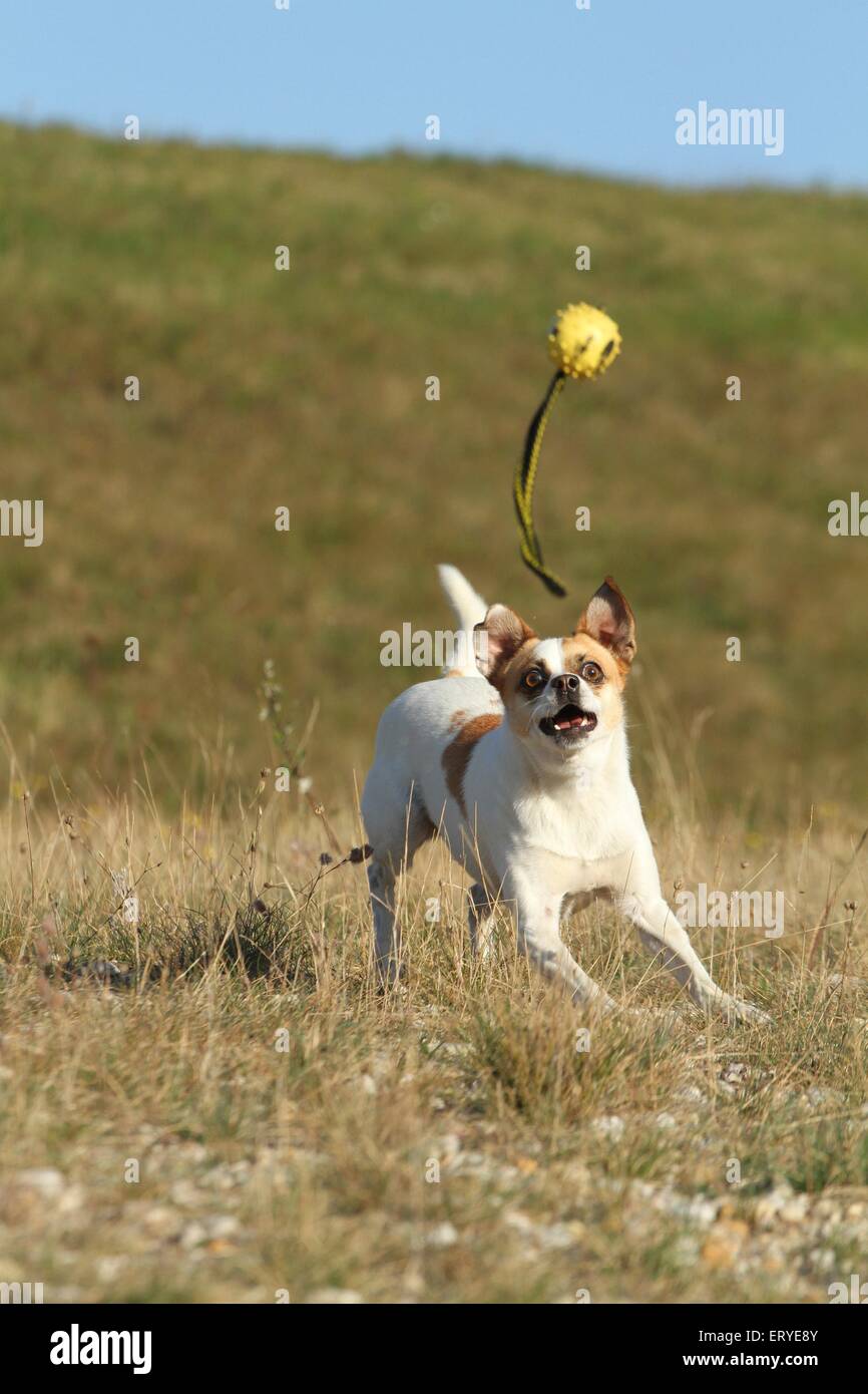playing Andalusian Mouse-Hunting Dog Stock Photo - Alamy