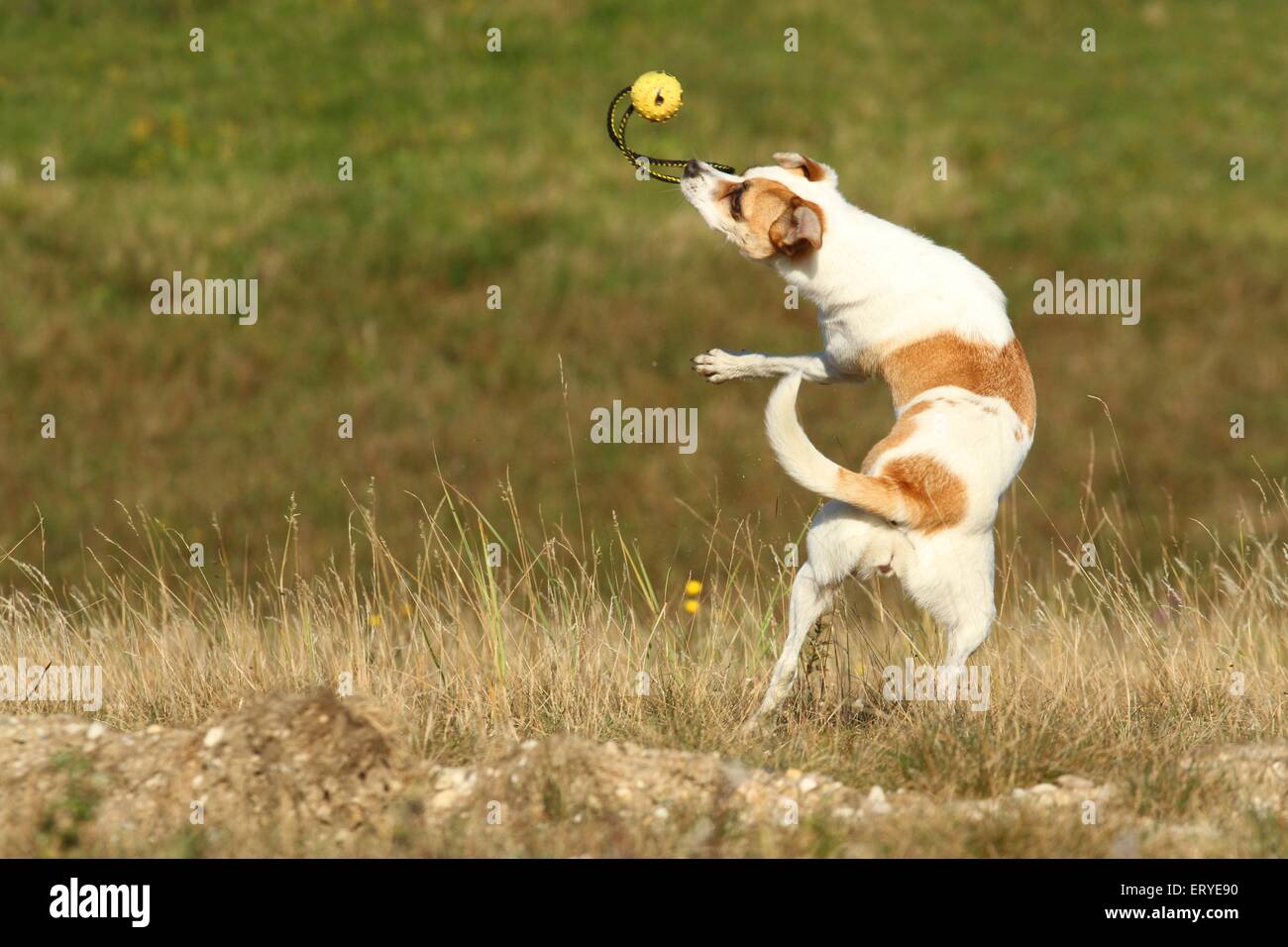 jumping Andalusian Mouse-Hunting Dog Stock Photo - Alamy