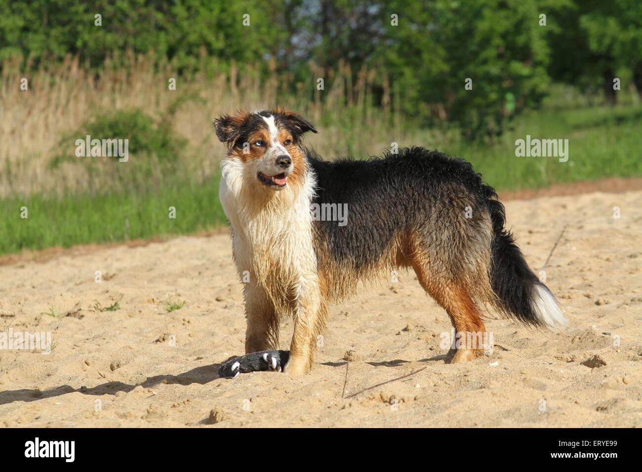 Wet mongrel hi-res stock photography and images - Alamy