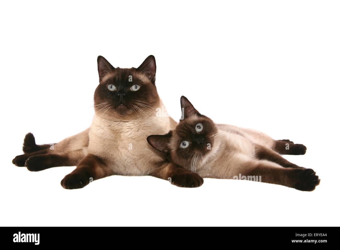 British shorthair she cat Cut Out Stock Images & Pictures - Alamy