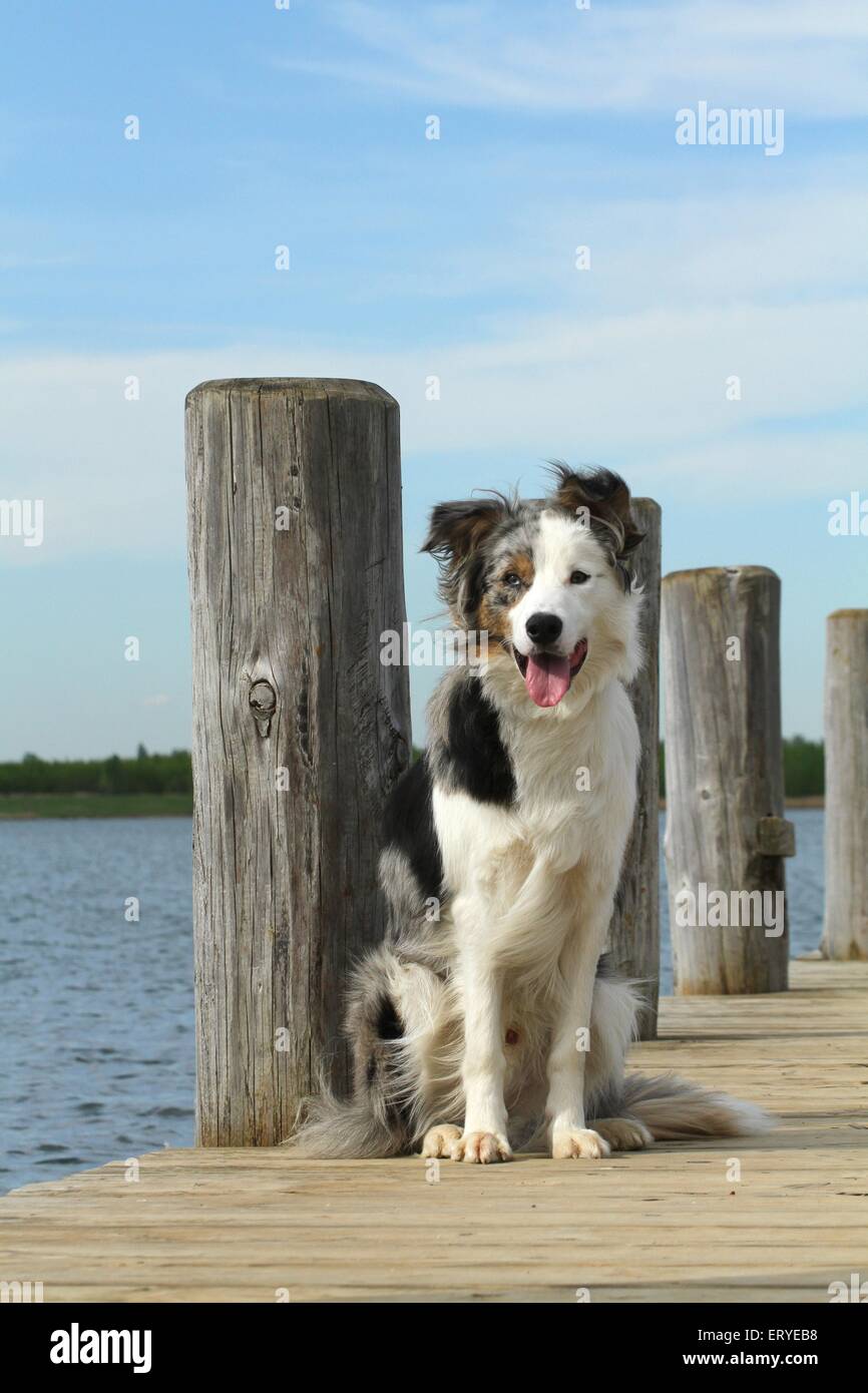 sitting Border Collie Stock Photo - Alamy