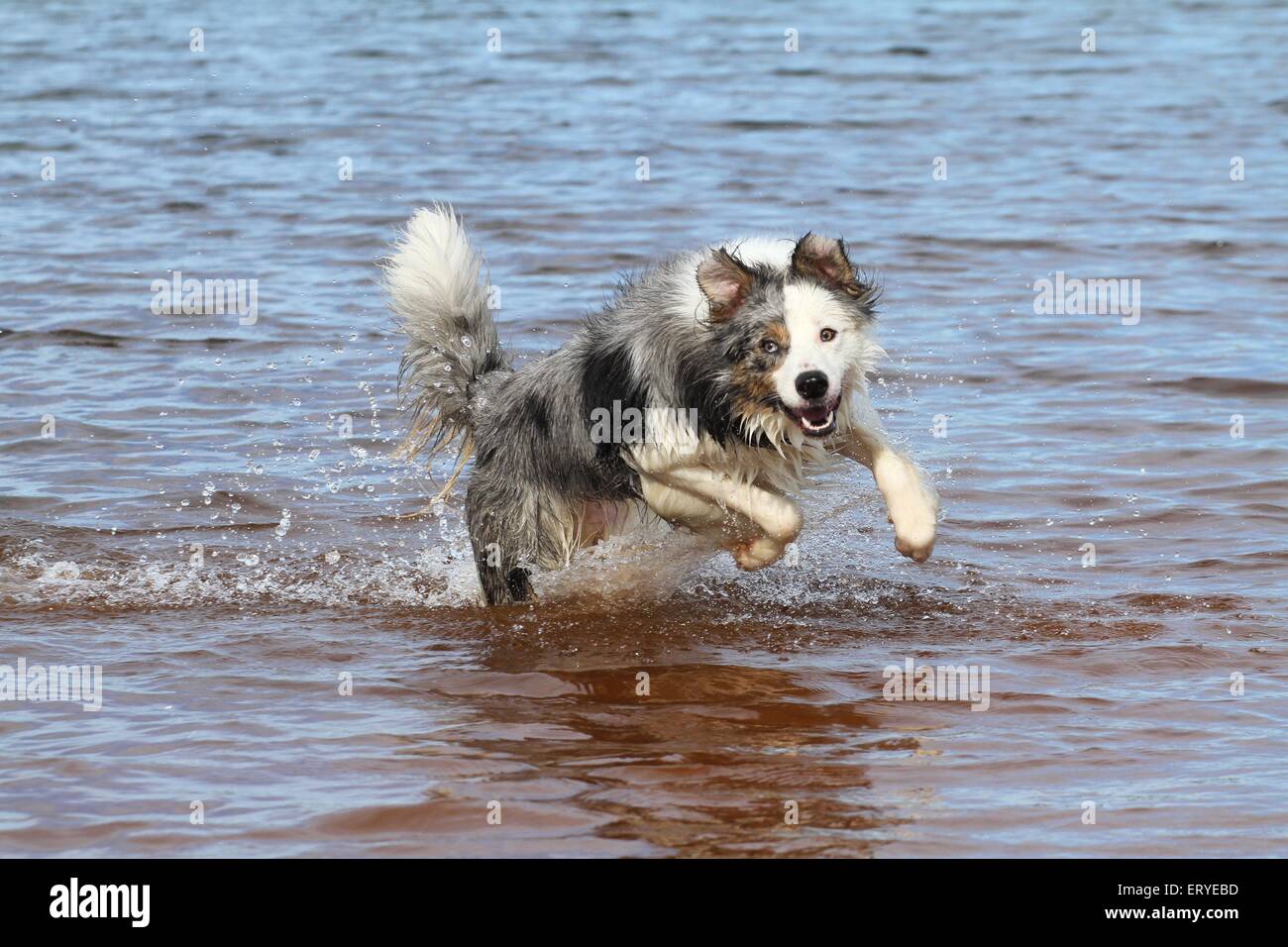 running Border Collie Stock Photo - Alamy