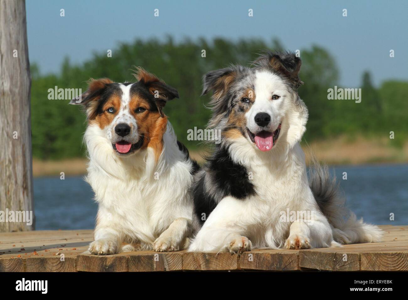 Lying dogs hi-res stock photography and images - Alamy