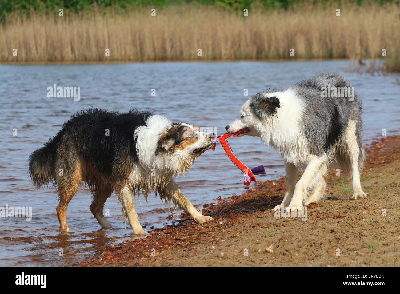 Cable dogs hi-res stock photography and images - Alamy