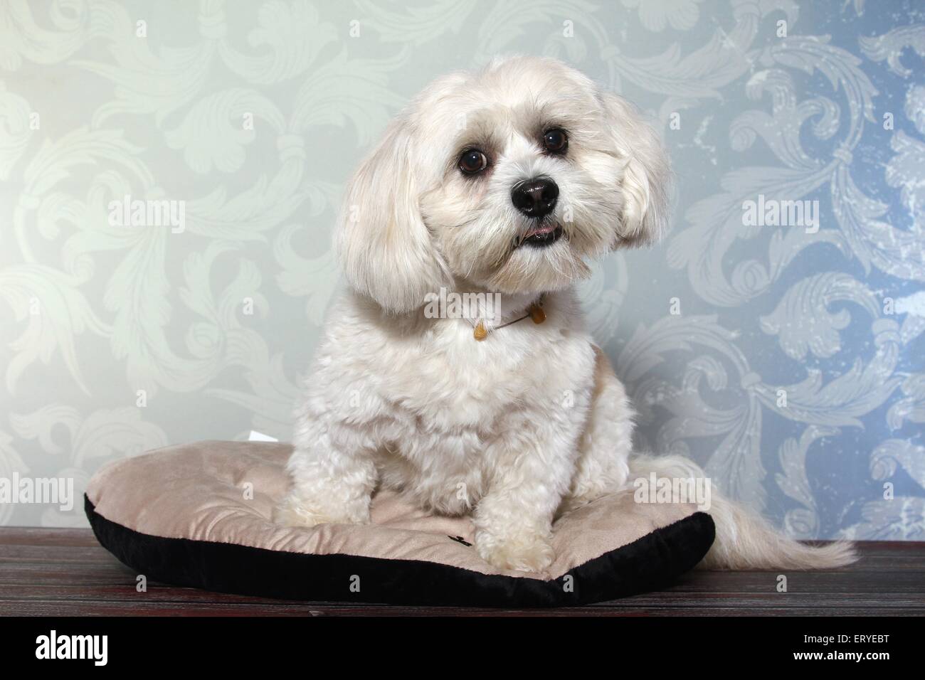 sitting Shih Tzu Stock Photo - Alamy