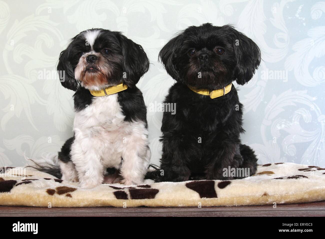 2 Shih Tzus Stock Photo - Alamy