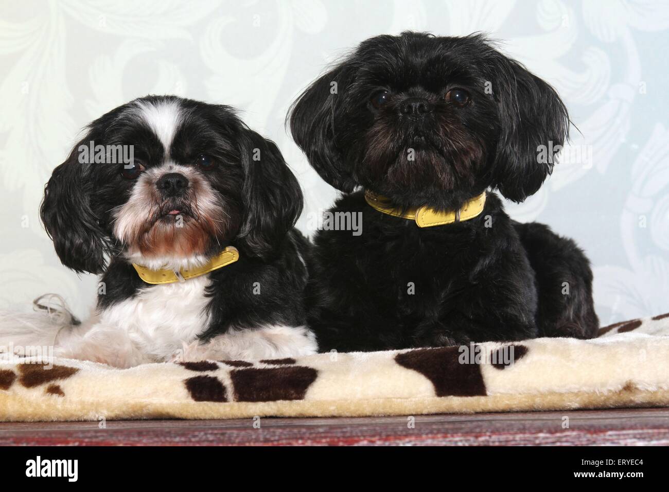 2 Shih Tzus Stock Photo - Alamy