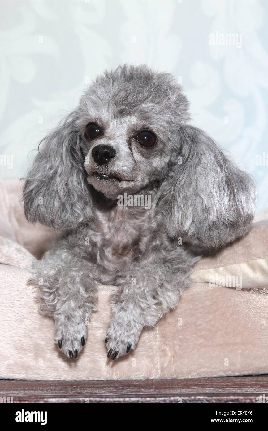 Miniature Poodle Portrait Stock Photo - Alamy