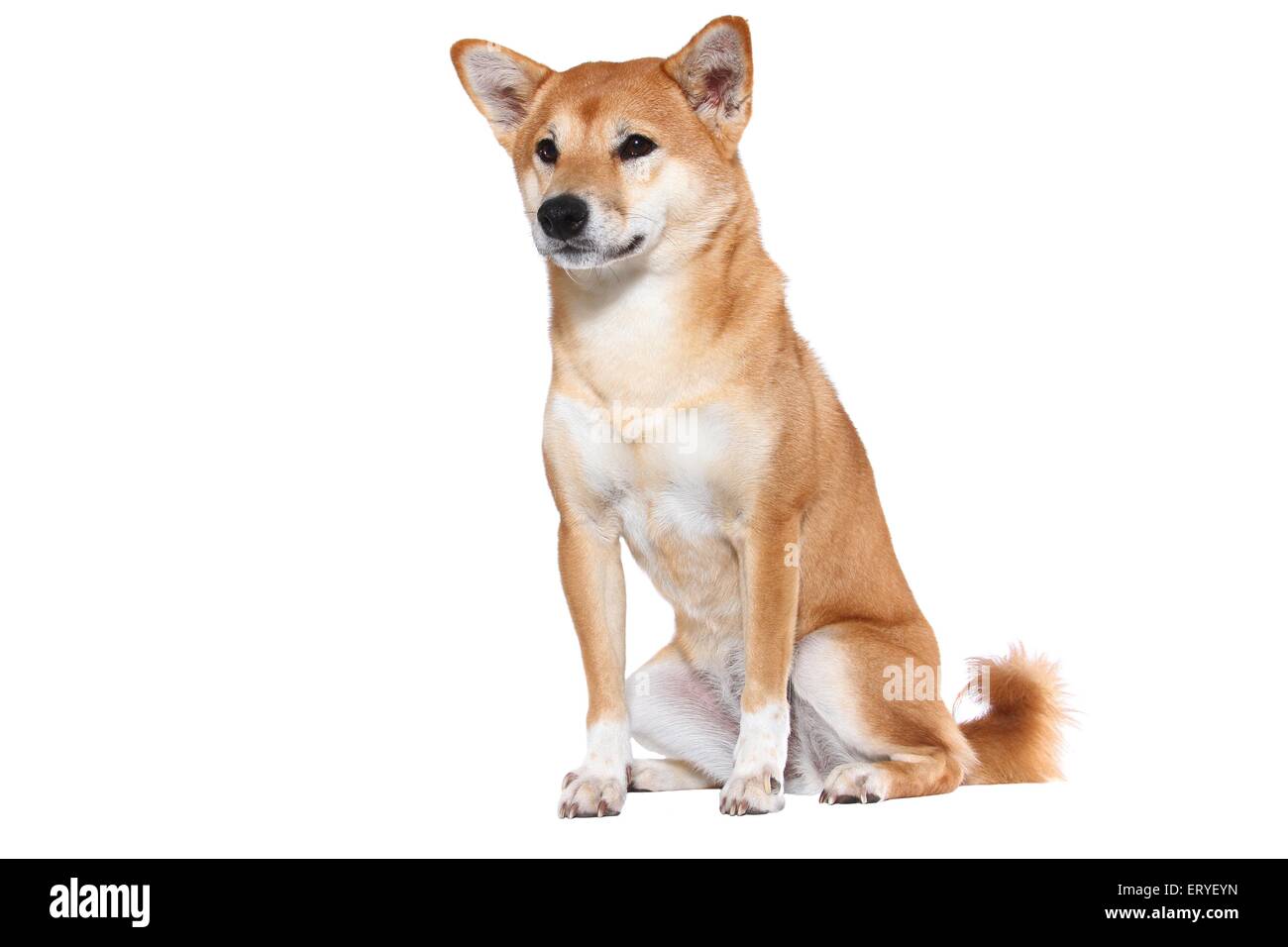 sitting Shiba Inu Stock Photo - Alamy