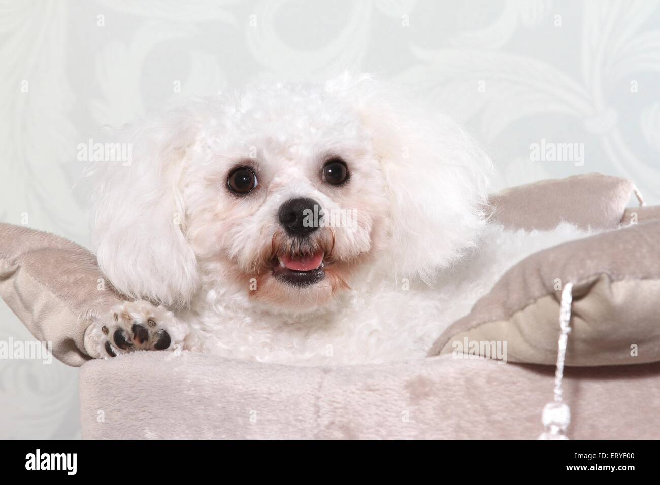 Bolognese dog hi-res stock photography and images - Alamy