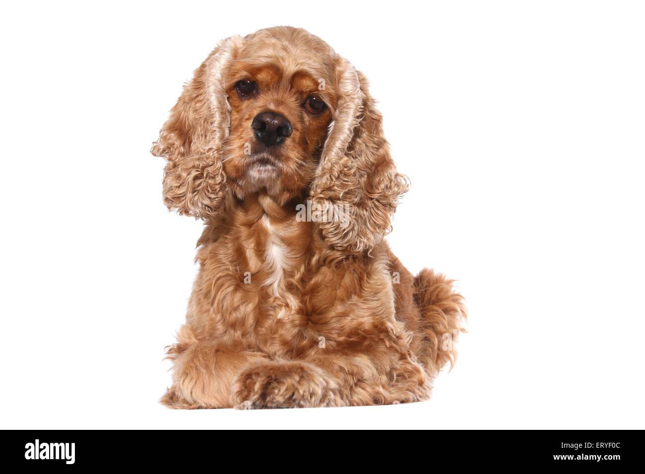 lying American Cocker Spaniel Stock Photo - Alamy