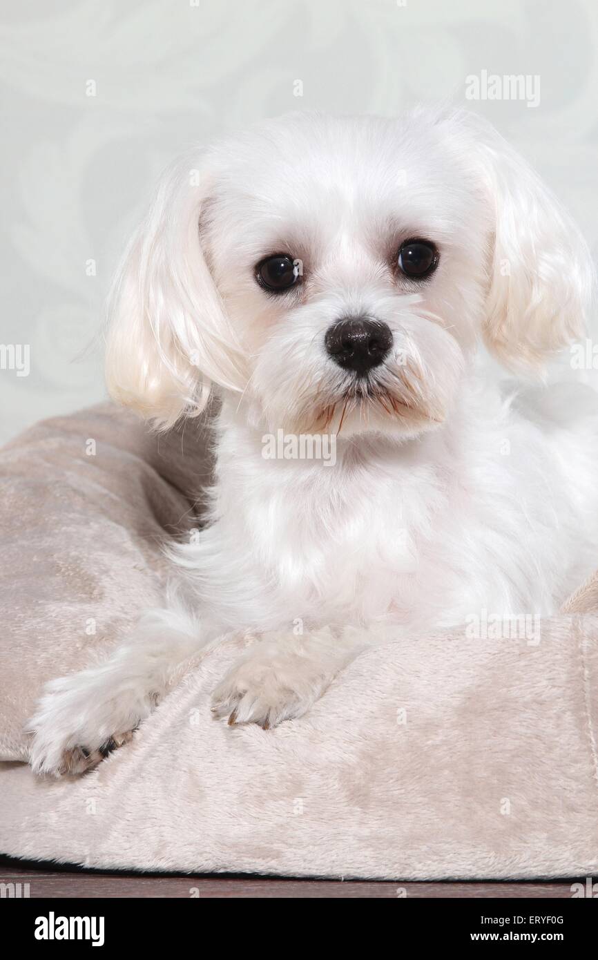 Maltese paws hi-res stock photography and images - Alamy