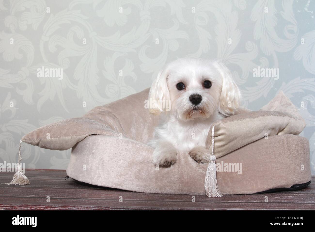 Maltese paws hi-res stock photography and images - Alamy