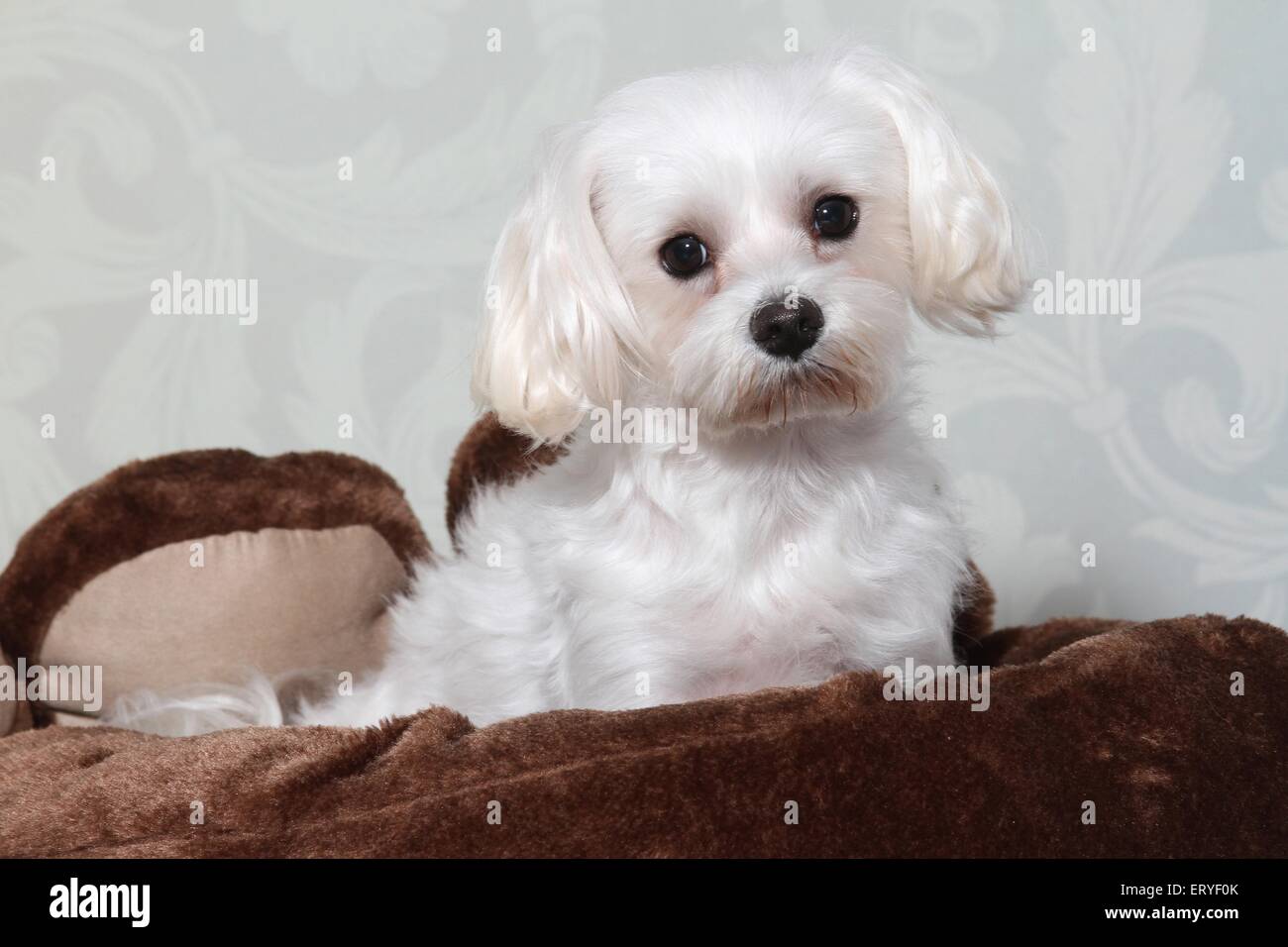 Maltaise hi-res stock photography and images - Alamy