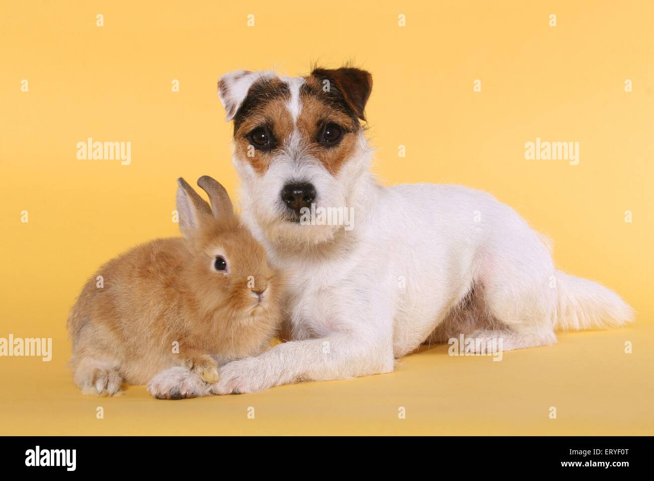 dog and rabbit Stock Photo - Alamy