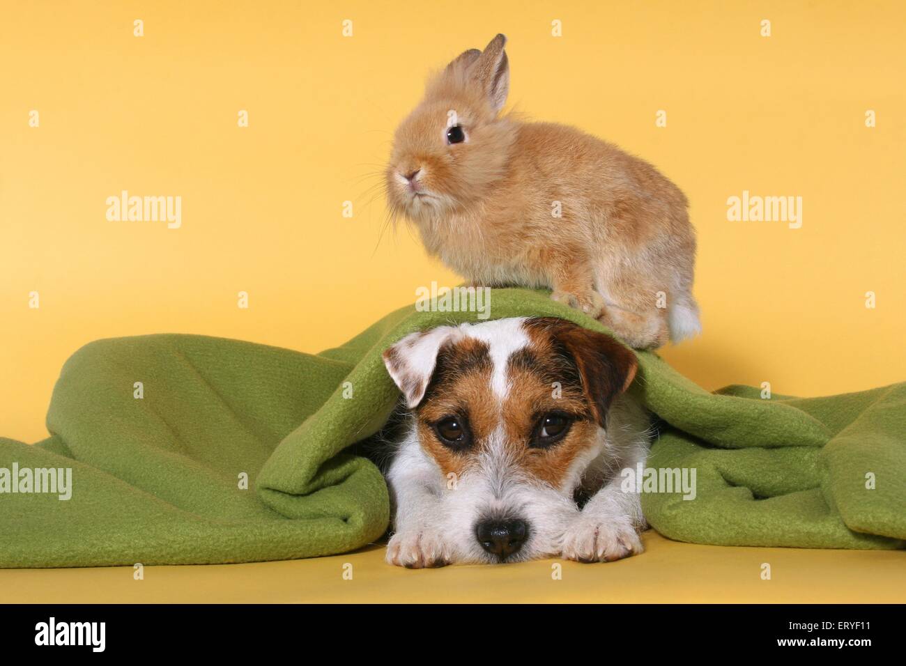 dog and rabbit Stock Photo - Alamy