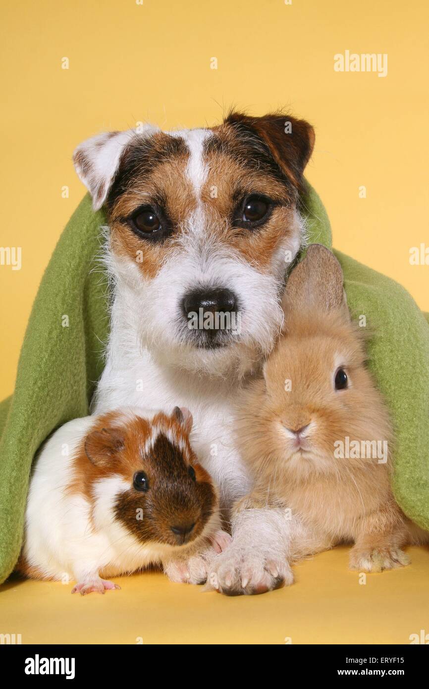 dog, guinea pig and rabbit Stock Photo - Alamy