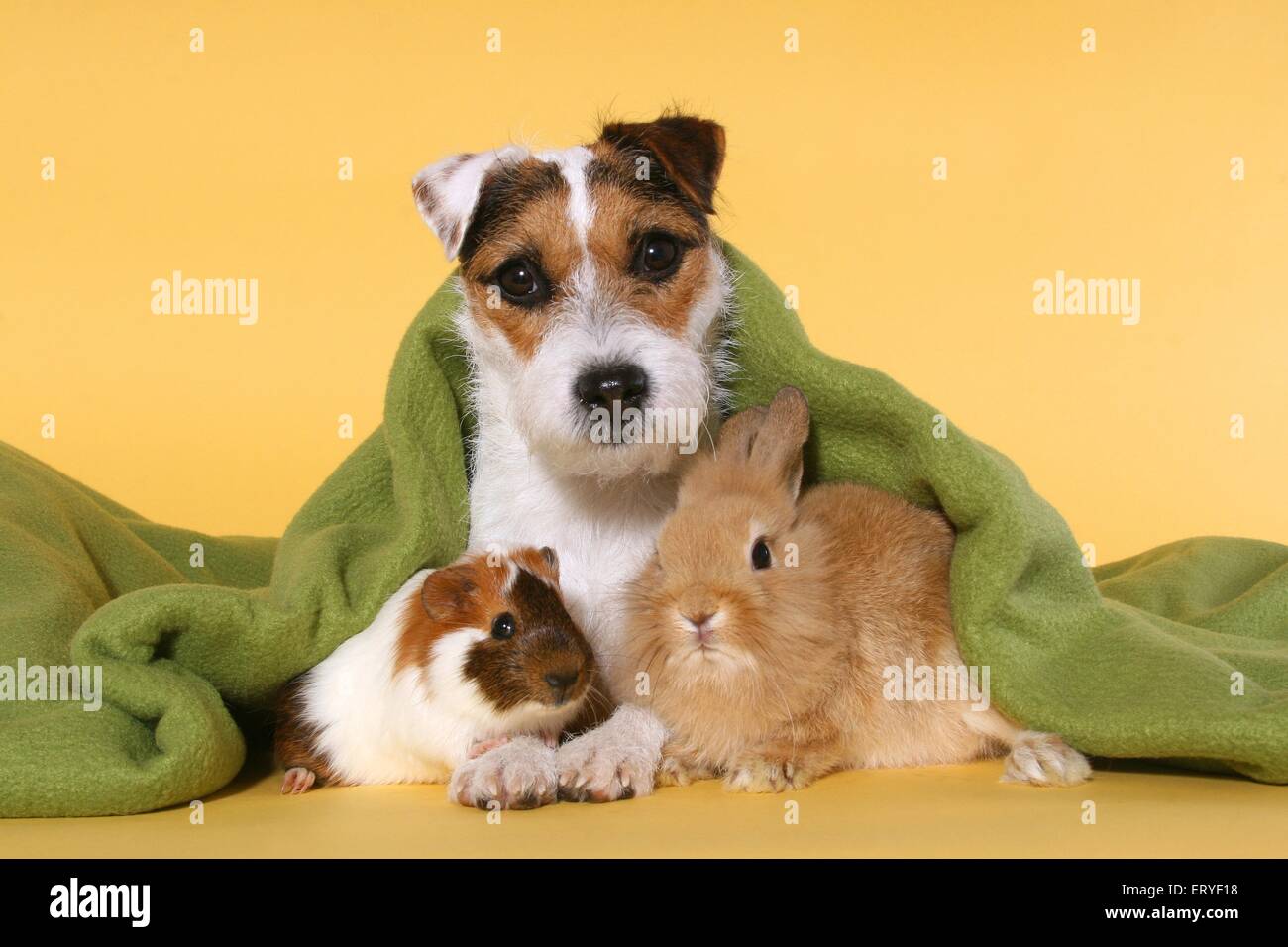 dog, guinea pig and rabbit Stock Photo - Alamy