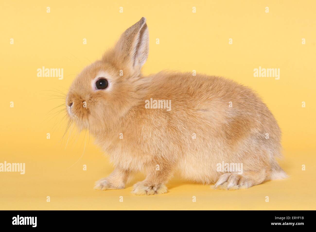 Adult baby rabbits hi-res stock photography and images - Alamy