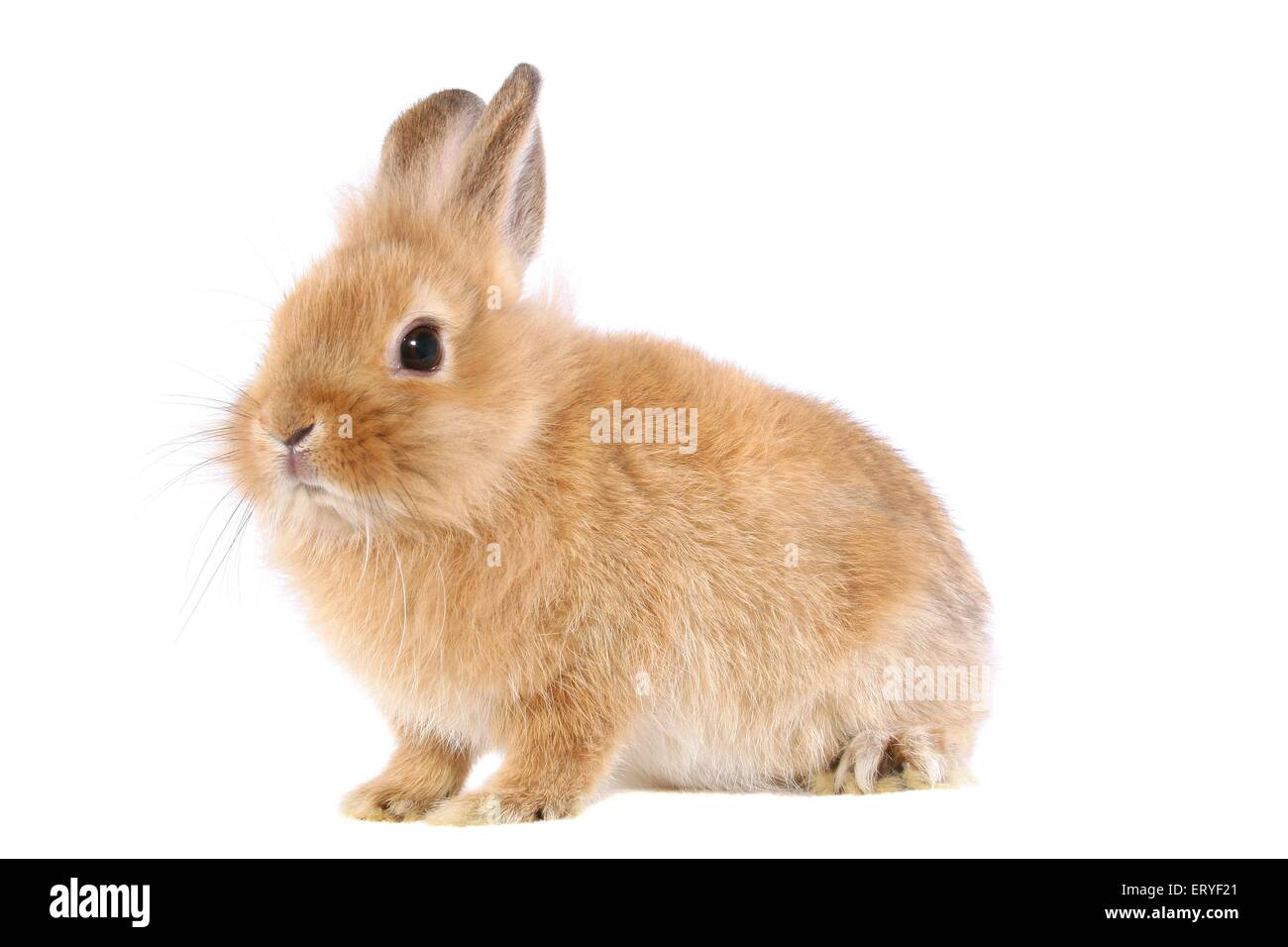Adult baby rabbits Cut Out Stock Images & Pictures - Alamy