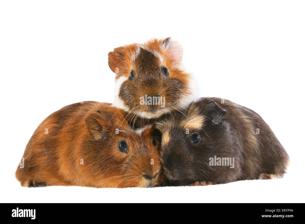 Three pigs Cut Out Stock Images & Pictures - Alamy