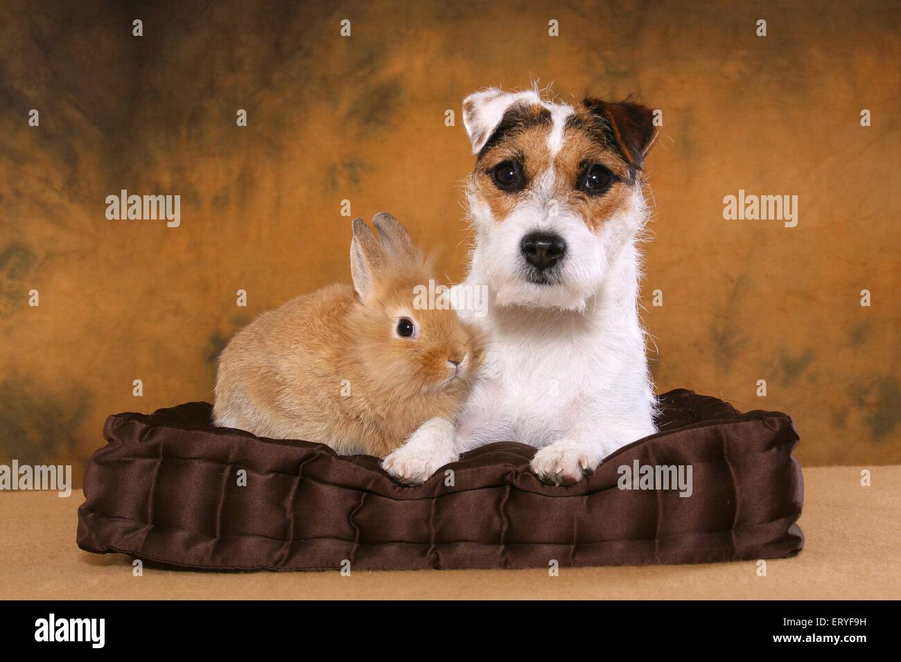 dog and rabbit Stock Photo - Alamy