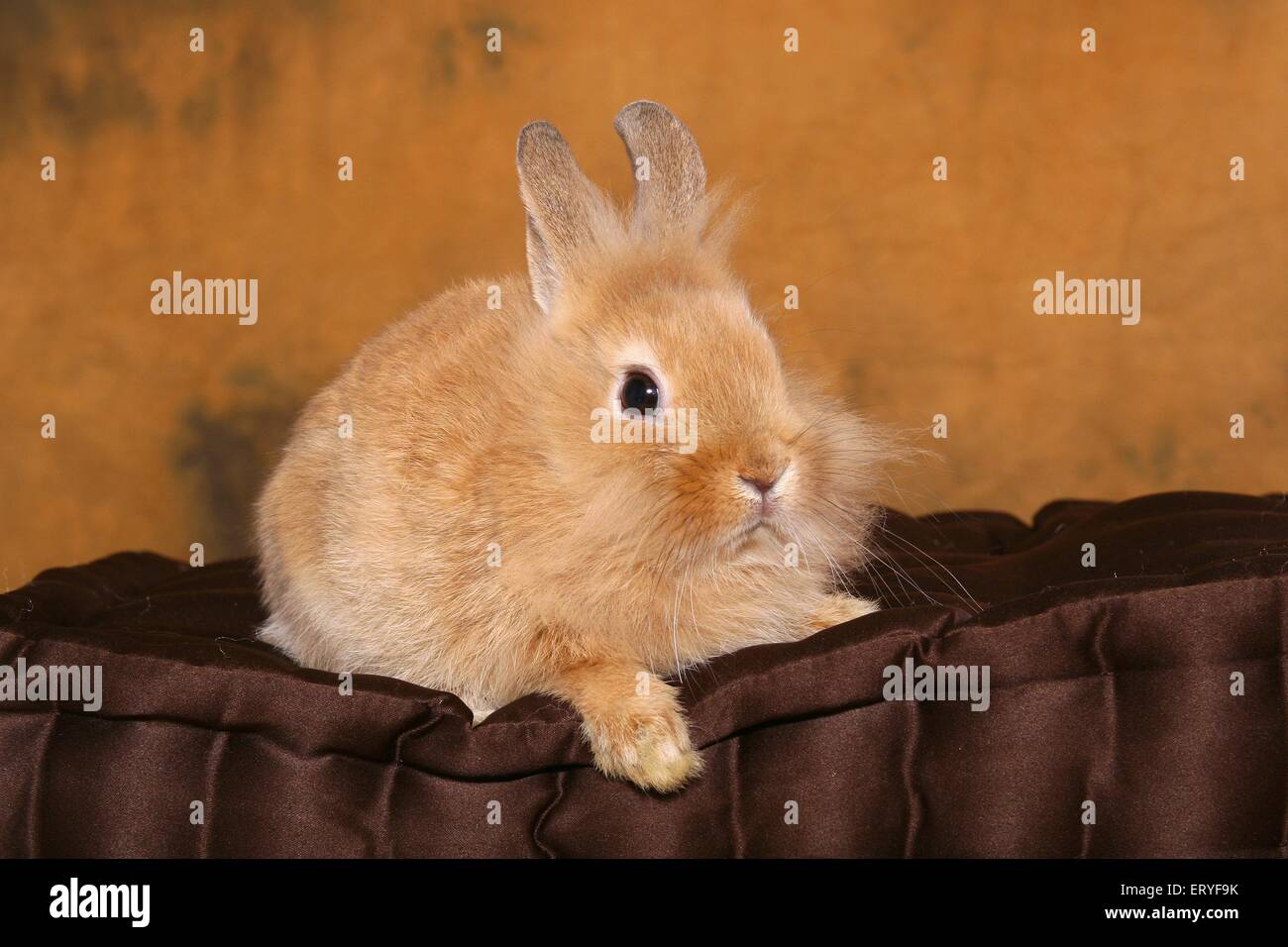 Adult baby rabbits hi-res stock photography and images - Alamy