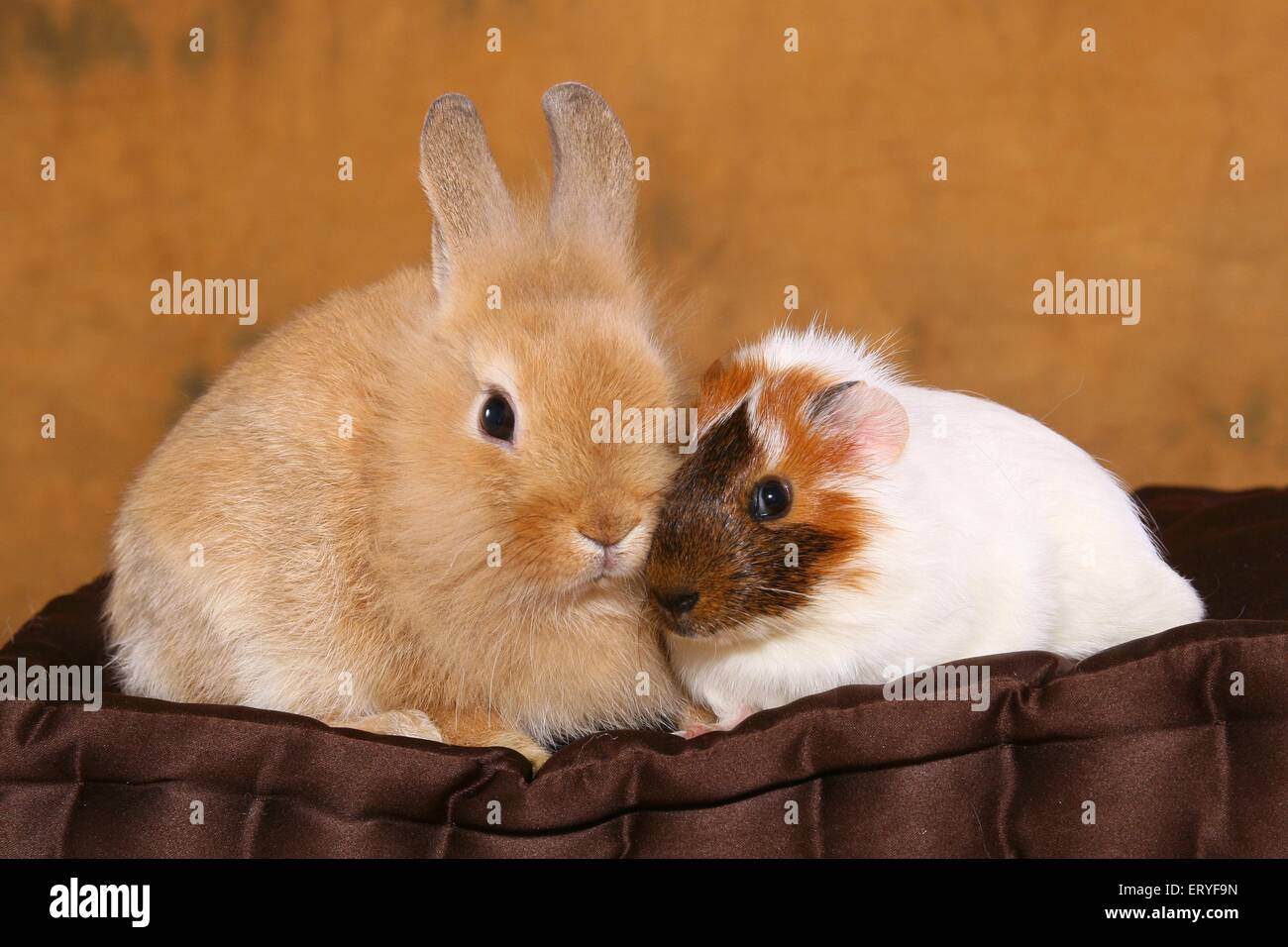 dwarf rabbit and guinea pig Stock Photo - Alamy