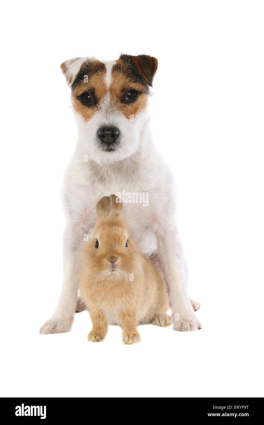 dog and rabbit Stock Photo - Alamy