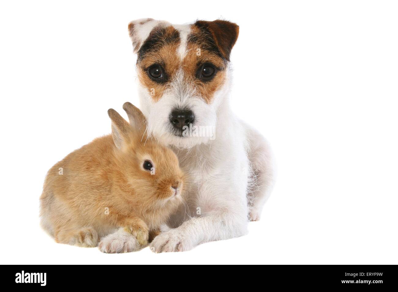 dog and rabbit Stock Photo - Alamy