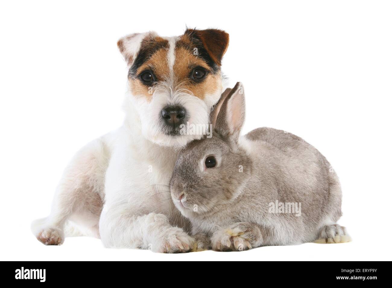dog and rabbit Stock Photo - Alamy