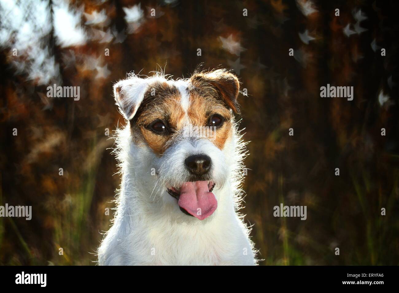 Parson Russell Terrier Portrait in backlight Stock Photo - Alamy