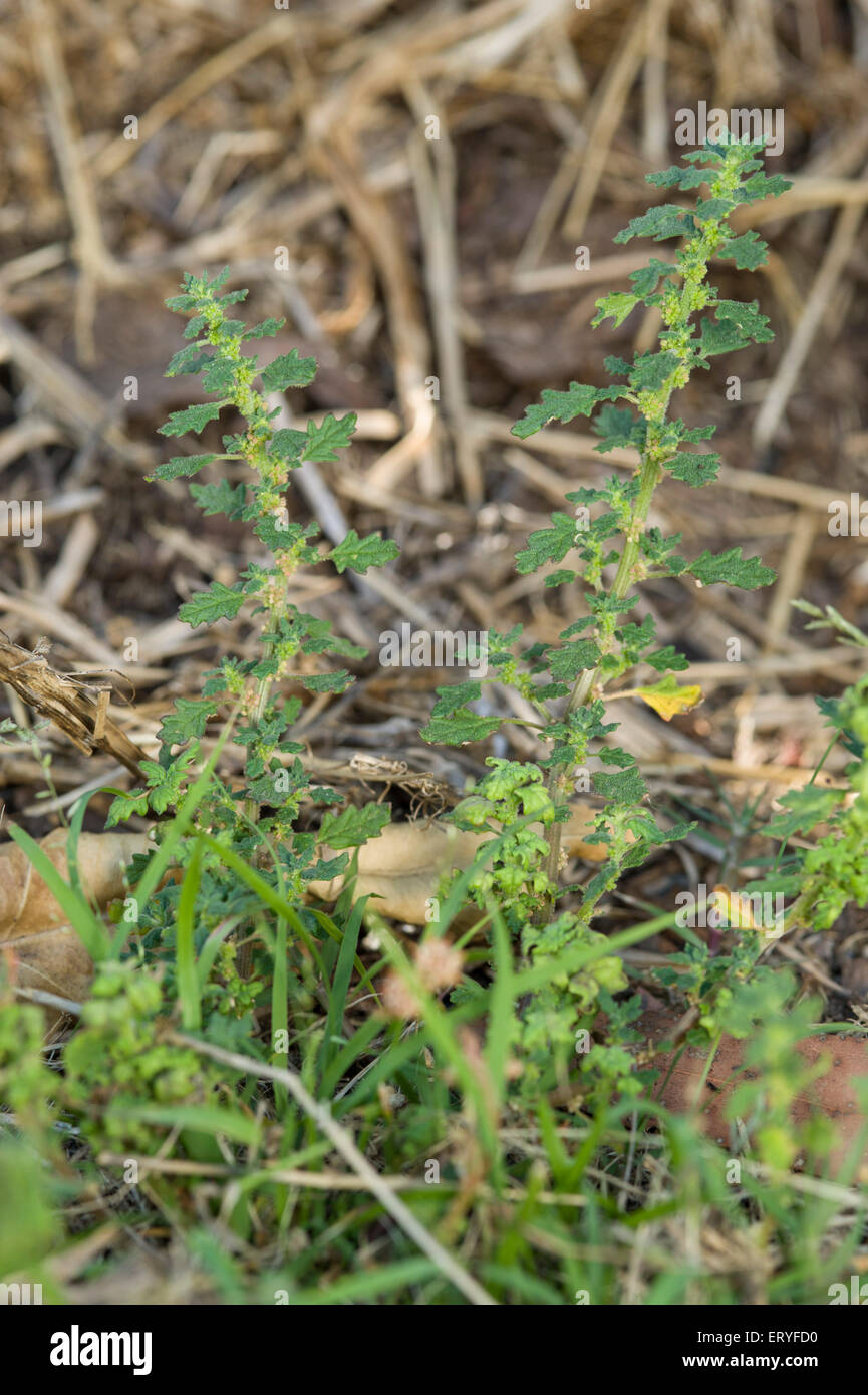 Fat hen or white goosefoot weed in garden Stock Photo - Alamy