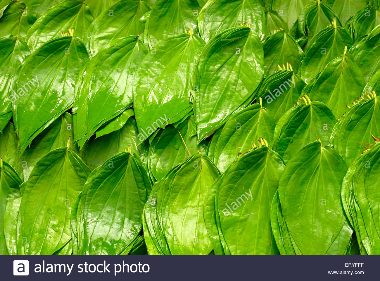 Betel Leaves Stock Photos & Betel Leaves Stock Images - Alamy